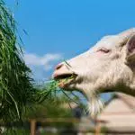 Kako pokrenuti kozu prije koze i za koliko: Lifehaki i problemi 8449_10