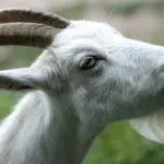 Hoe de geit vóór de geit en voor hoeveel: reddingshaki en problemen 8449_11