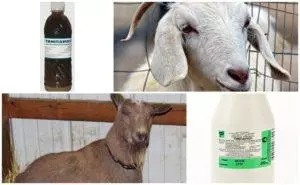 كيفية علاج الماعز والتعليمات Timpal واستخدامها والجرعة والبيئة