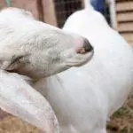 Hoe de geit vóór de geit en voor hoeveel: reddingshaki en problemen 8449_6