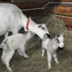 Kako pokrenuti kozu prije koze i za koliko: Lifehaki i problemi 8449_9