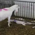 Кози во кози: третман на народни лекови и лекови дома 8463_5