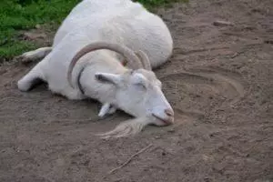 A kecskék ketózisának okai és tünetei, diagnózis és kezelés és megelőzés