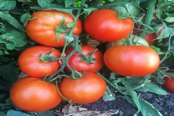 Pomidorų vaisiai