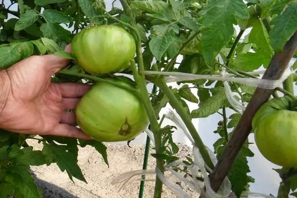 Tomato Rusia Bogatyr.