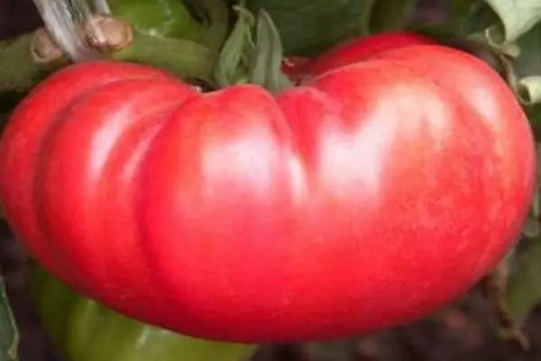 Tomato Russian Bogatyr