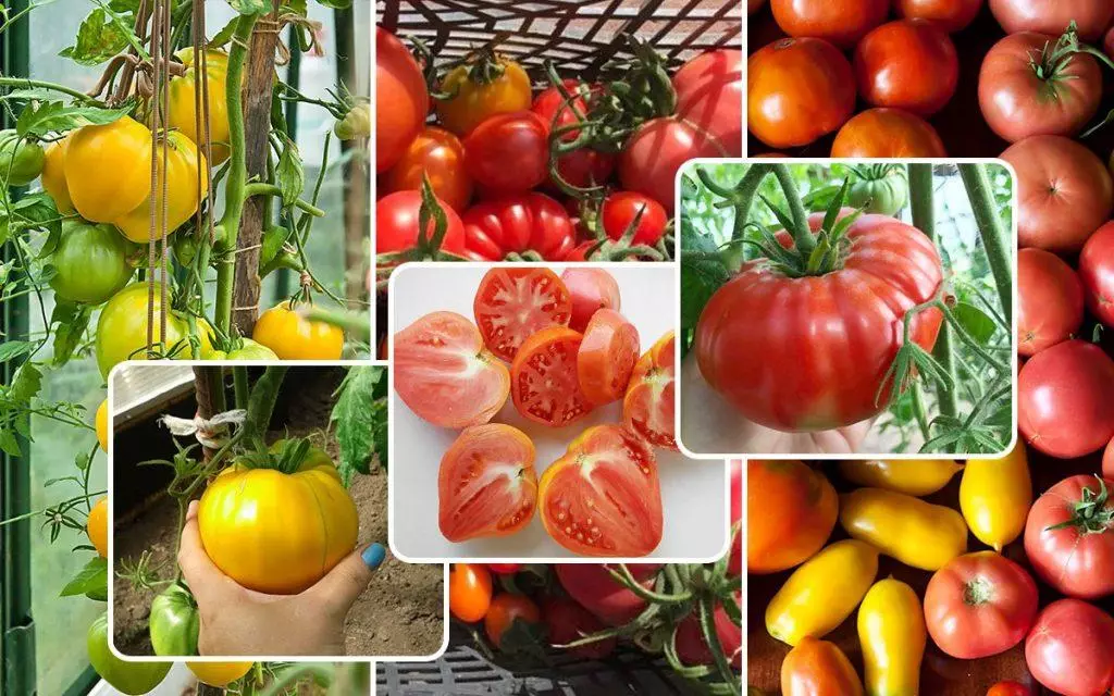 Top Tomato-variëteiten voor 2021