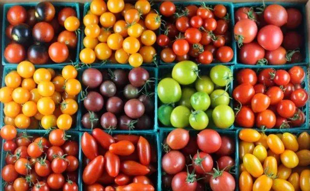 2021-nji ýyl üçin iň ýokary pomidorlar