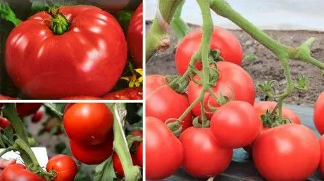 Top tomati sordid 2021