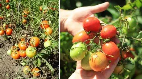 2021-nji ýyl üçin iň ýokary pomidorlar