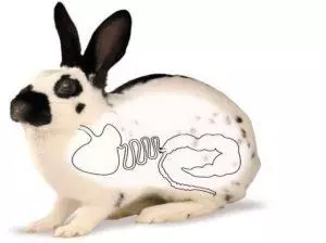 خرگوش، دوائون ۽ لوڪ جي علاج ۾ ٻرندڙ سبب ۽ علاج