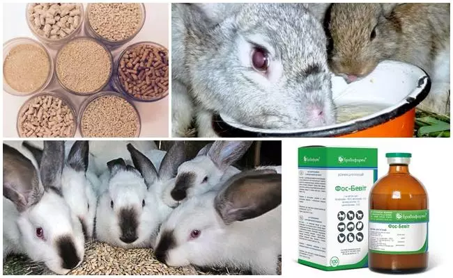 Di alimentare conigli per una rapida crescita e peso: i primi 5 stimolanti e il miglior cibo 8471_3