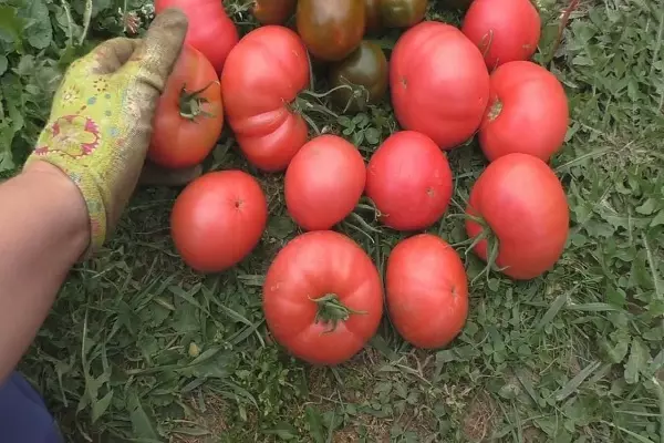 Tangan menyang tomat