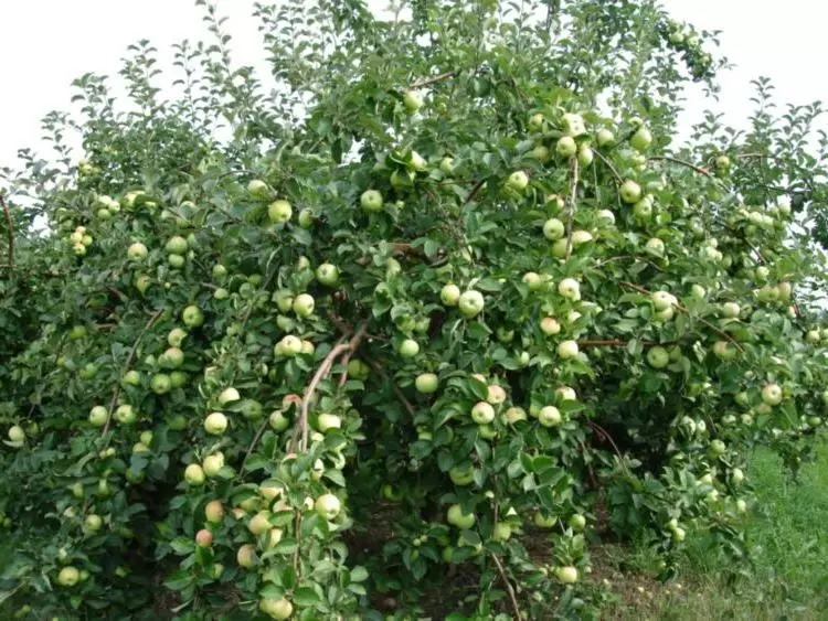 Apple Tree Kroha.