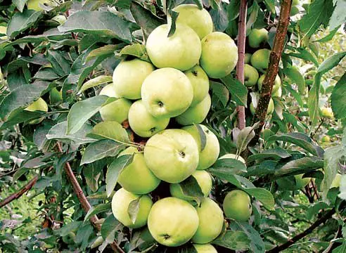 Apple ağacı Kroha