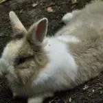 Kaninen nægtede bageste poter: årsager og metoder til behandling, forebyggelse 8486_10