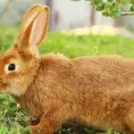 خرگوش پا را رد کرد: علل و روش های درمان، پیشگیری 8486_2