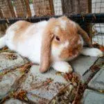 กระต่ายปฏิเสธอุ้งเท้าด้านหลัง: สาเหตุและวิธีการรักษาการป้องกัน 8486_3