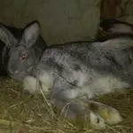 خرگوش پٺاڻن کي رد ڪيو: علاج ۽ علاج جا طريقا، روڪ 8486_4