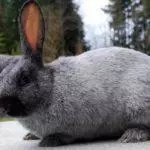 El conill va rebutjar les potes posteriors: causes i mètodes de tractament, prevenció 8486_9