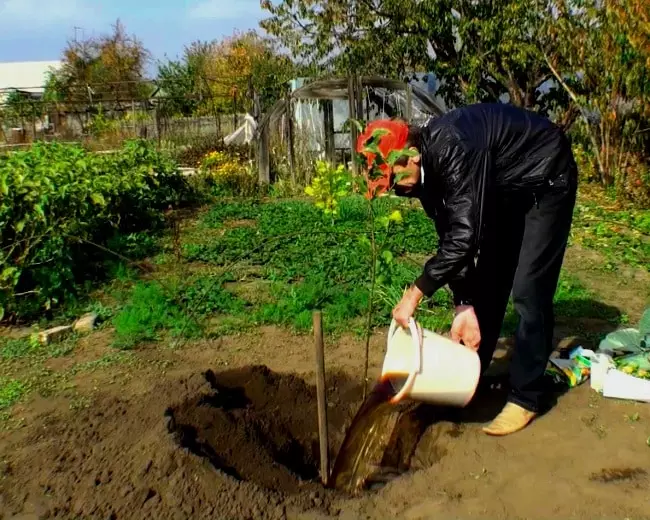 planting Apple.