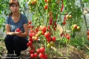 Mga kamatis nga cystic: Labing maayo nga mga marka alang sa mga greenhouse ug bukas nga yuta 8495_10