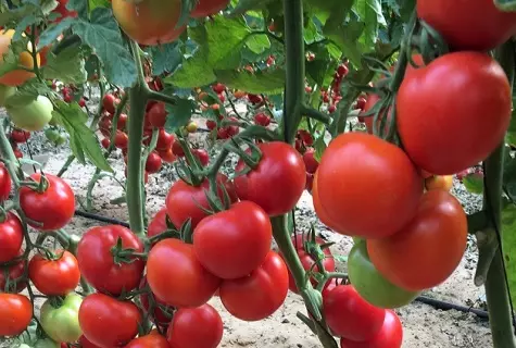 אן אנדער סיסטיק