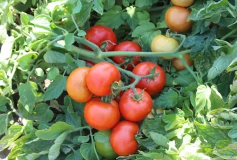 Blumenstraußtomate