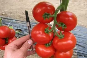 Karakteristike i opis rajčice mahitosa F1