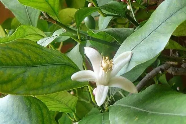 흰색 꽃