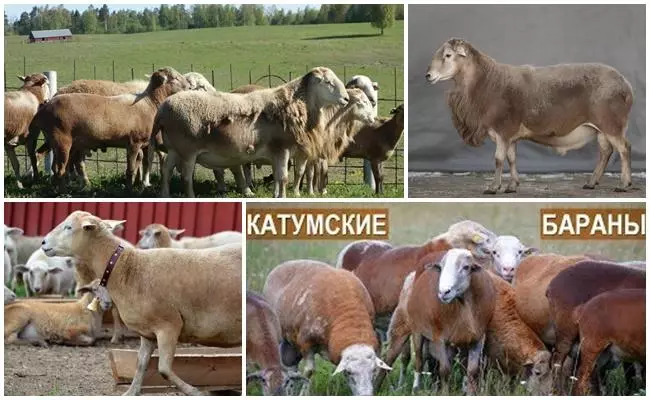 Katun Breed Sheep