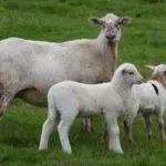 Katun Raza de ovellas Cuxo non ten que cortar: descrición e características 8509_10