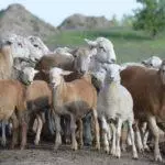 Katun Raza de ovellas Cuxo non ten que cortar: descrición e características 8509_11