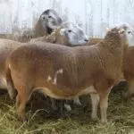 Katun kwaze nan mouton ki gen pa bezwen koupe: deskripsyon ak karakteristik 8509_2