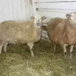 Katun veislės avių, kurių nereikia sumažinti: aprašymas ir charakteristikos 8509_3