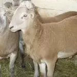 Katun Raza de ovellas Cuxo non ten que cortar: descrición e características 8509_4