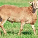 Katun kwaze nan mouton ki gen pa bezwen koupe: deskripsyon ak karakteristik 8509_9