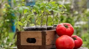 След кои култури могат и по-добри растителни домати
