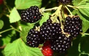 Descrição e características da variedade Blackberry de Himalaia, seu pouso e cultivo