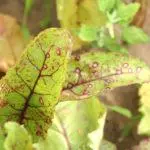 I-Fungicide Dr. Crop: Imiyalo yokusebenzisa, ukwakheka kanye nomenzi 8520_3