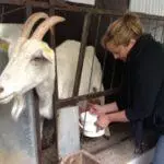 Kambing itu makan dengan buruk dan memberikan sedikit susu: apa yang harus dilakukan dan menyebabkan, aturan perawatan 8532_10