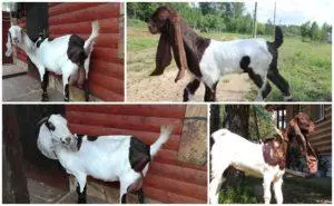 Beschrijving van Goats Breed Camami en hun inhoud waar te kopen en -clubliefhebbers