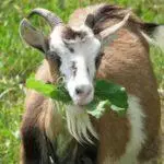 The goat eats badly and gives little milk: what to do and cause, rules of treatment 8532_3