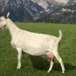 The goat eats badly and gives little milk: what to do and cause, rules of treatment 8532_9