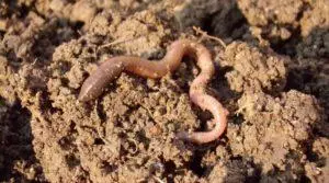 Characteristics of soil as habitat, its features and living organisms
