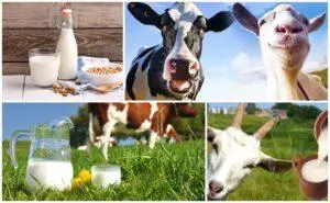 Apa susu luwih migunani tinimbang susu, sapi utawa wedhus lan bedane meja
