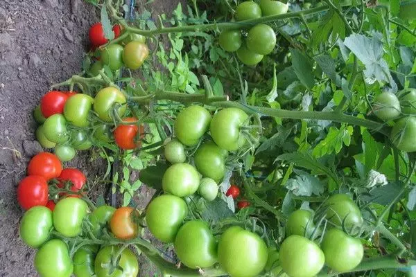Tomato Tanya.