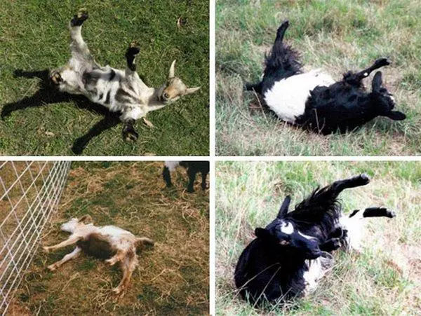 Snaining Goats: תיאור ומאפיינים של גזע, כללי תוכן