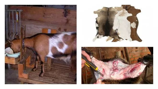 how to dress the goat skin at home