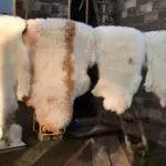 Hoe kinne jo thús goat-skins alhearje: regels en stap-by-stap-ynstruksjes 8575_9